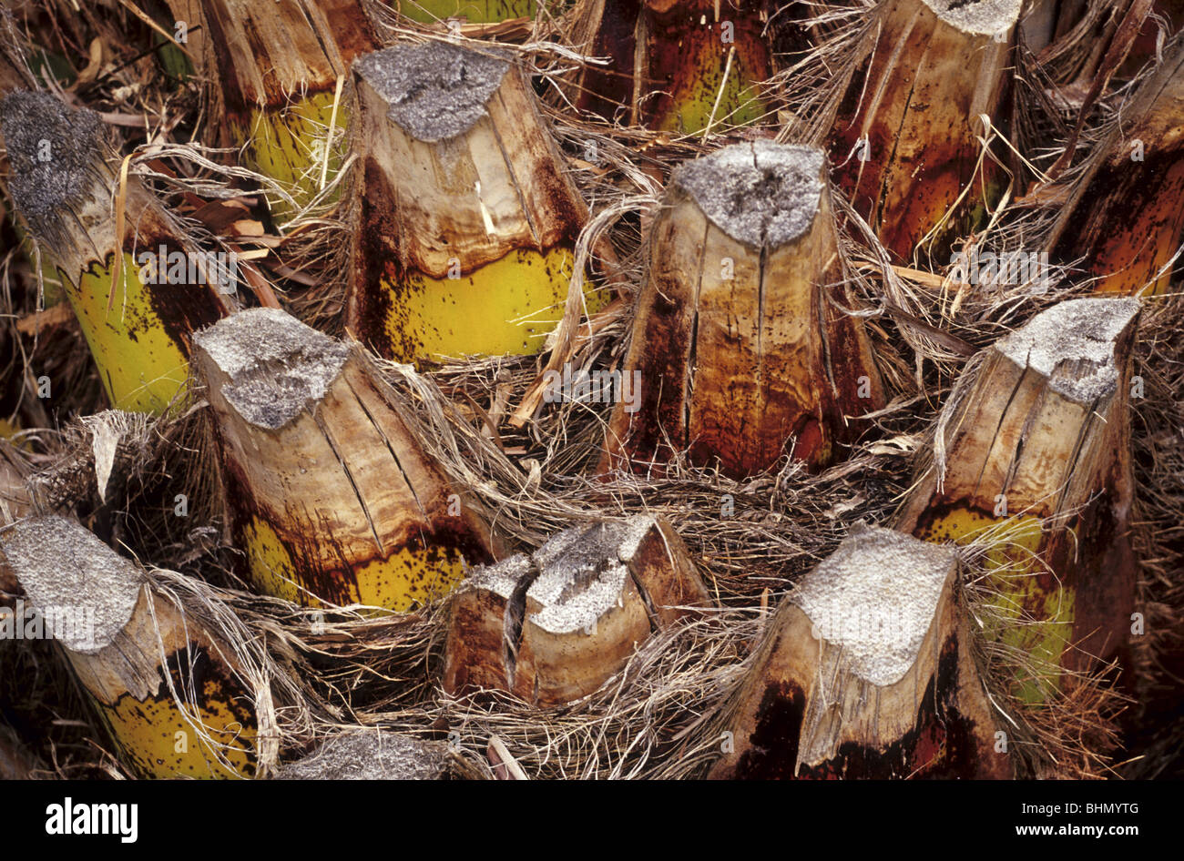 A detail of the palm tree trunk Stock Photo - Alamy