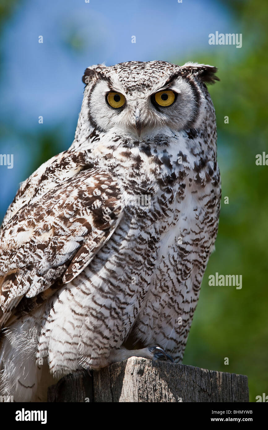 Owl sitting on the tree log Stock Photo - Alamy