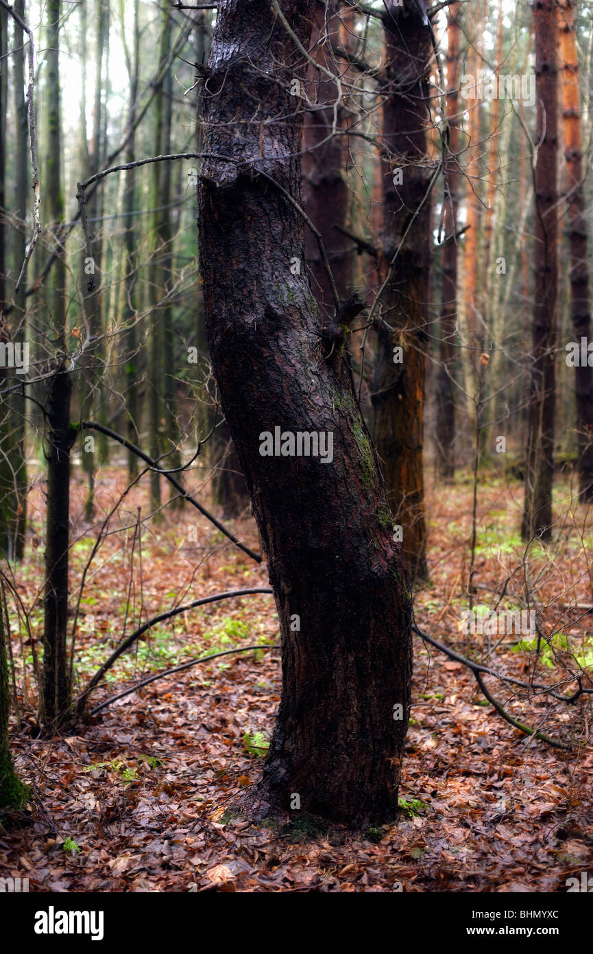 Russian forest, all seasons Stock Photo - Alamy