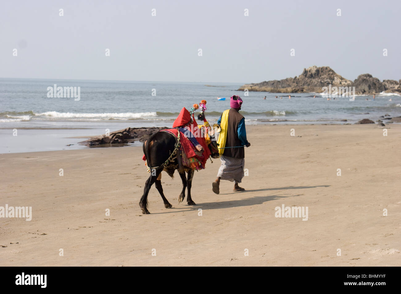 man & cow on beach in Goa Stock Photo - Alamy