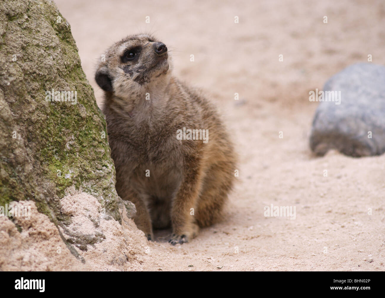Meercat humour hi-res stock photography and images - Alamy