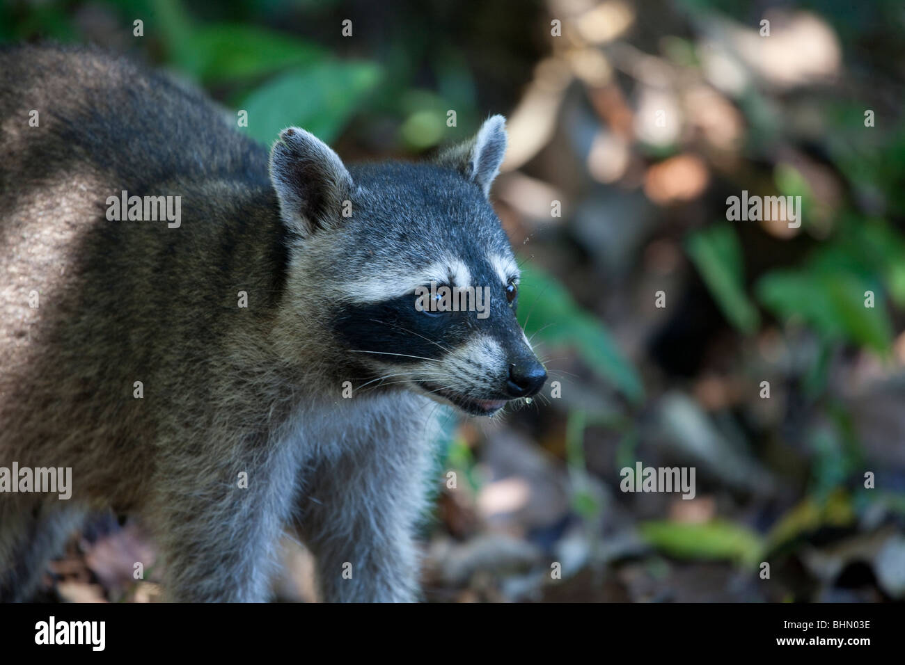 Costa rica raccoon tropical hi-res stock photography and images - Alamy