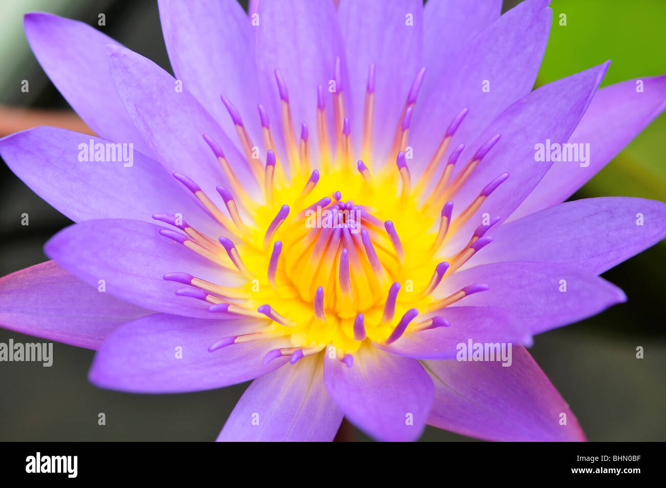 Beautiful blue water lily (lotus Stock Photo - Alamy