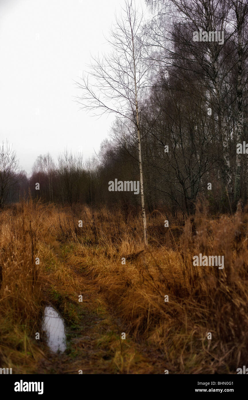 Russian forest, all seasons Stock Photo - Alamy