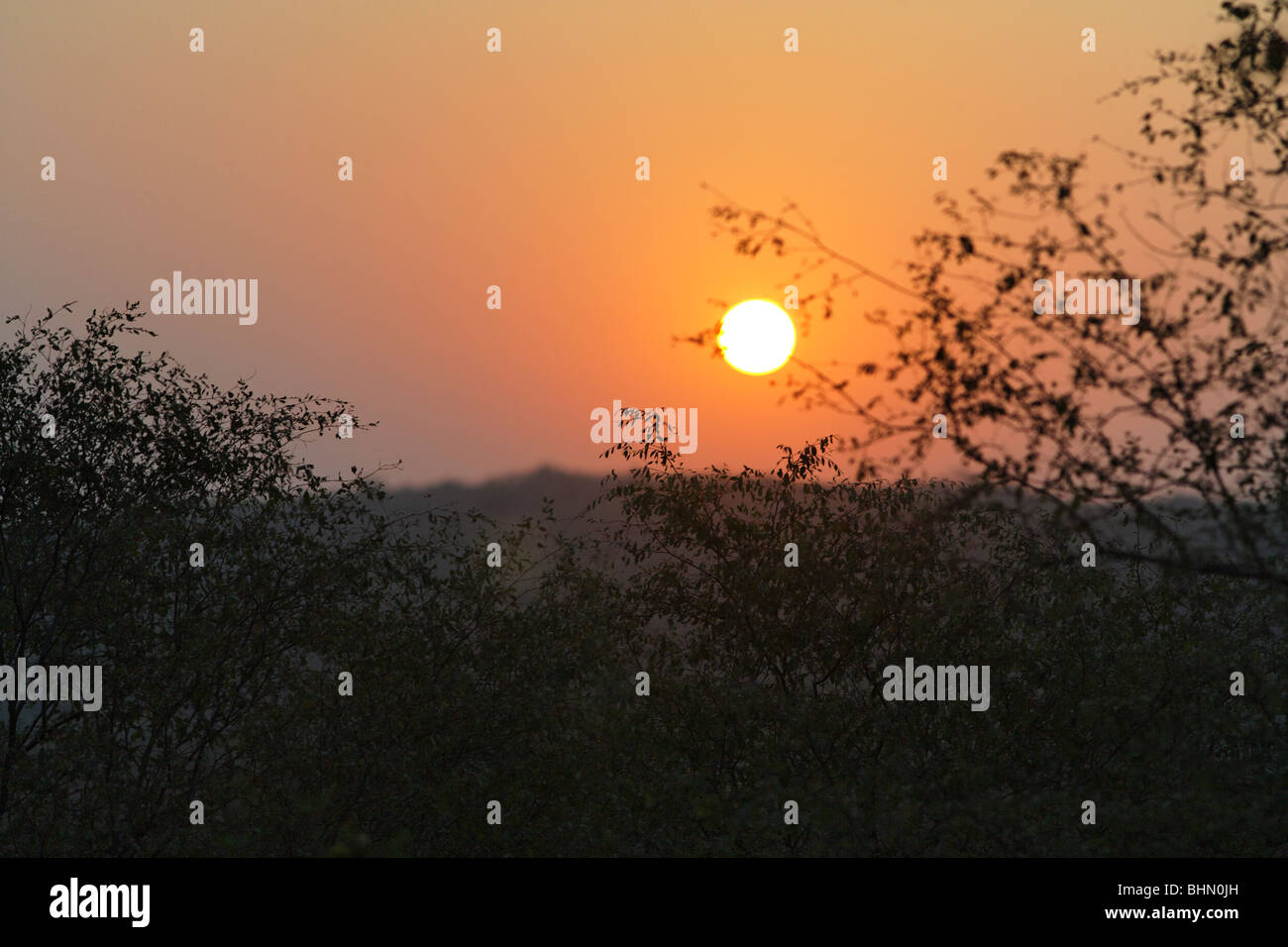 Indian sunset wildlife hi-res stock photography and images - Alamy