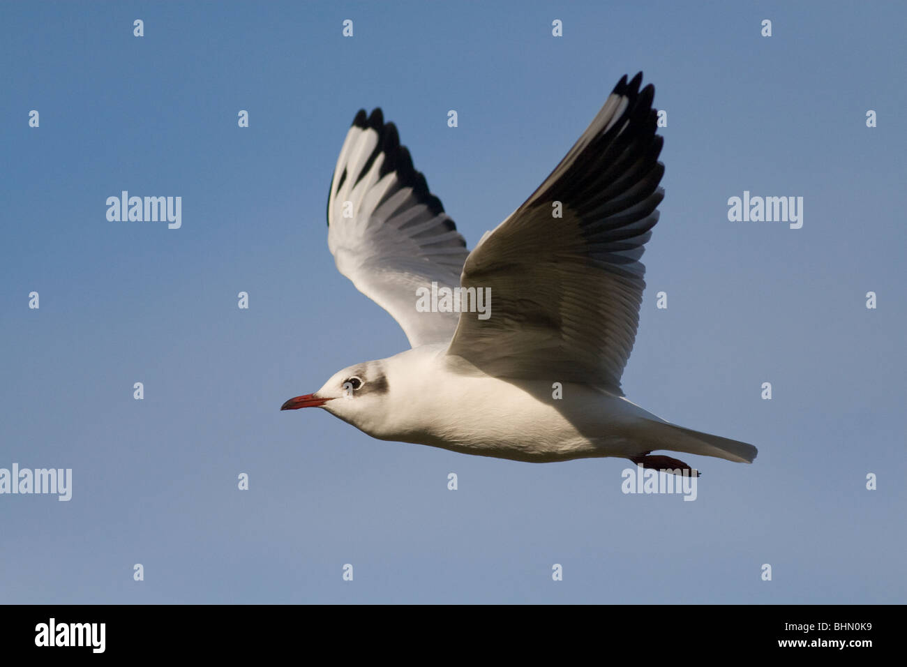 Horizontal flight hi-res stock photography and images - Alamy