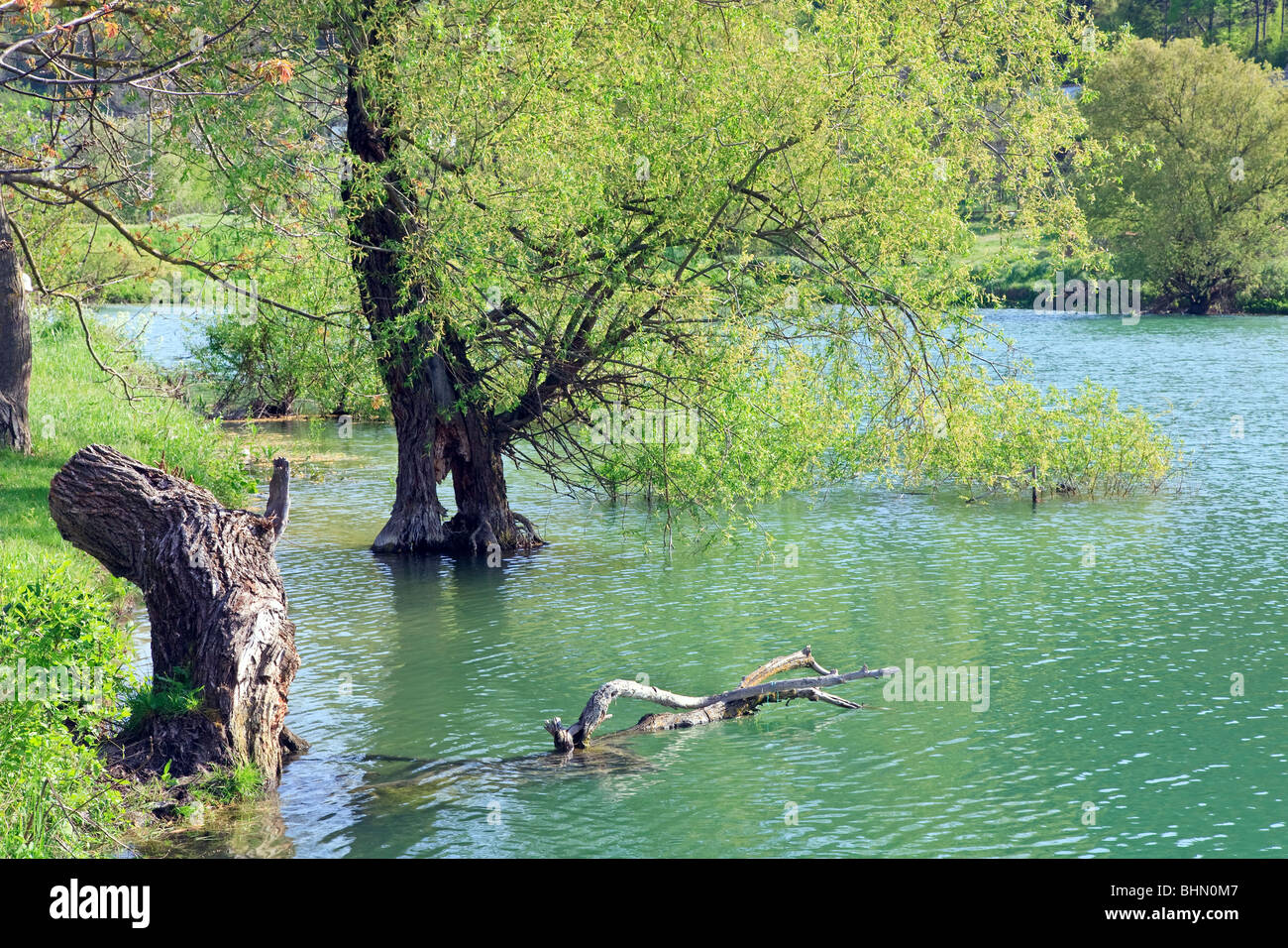 beautiful lake and spring tree in water Stock Photo - Alamy