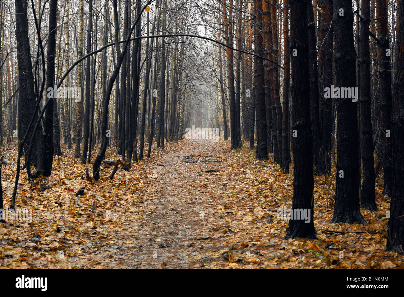Russian forest, all seasons Stock Photo - Alamy