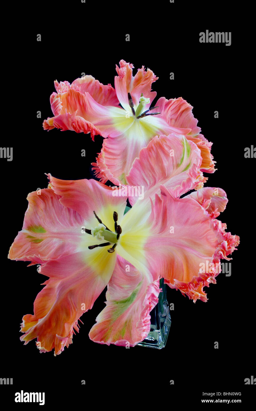 Orange and cream Parrot Tulips; fully open in a glass vase on a black ...