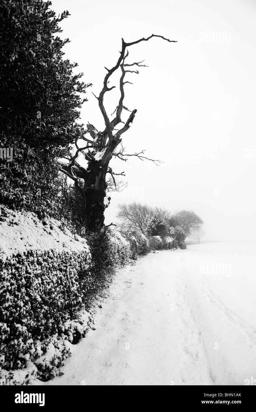 Sinister looking dead Oak tree,Nottinghamshire,UK Stock Photo - Alamy