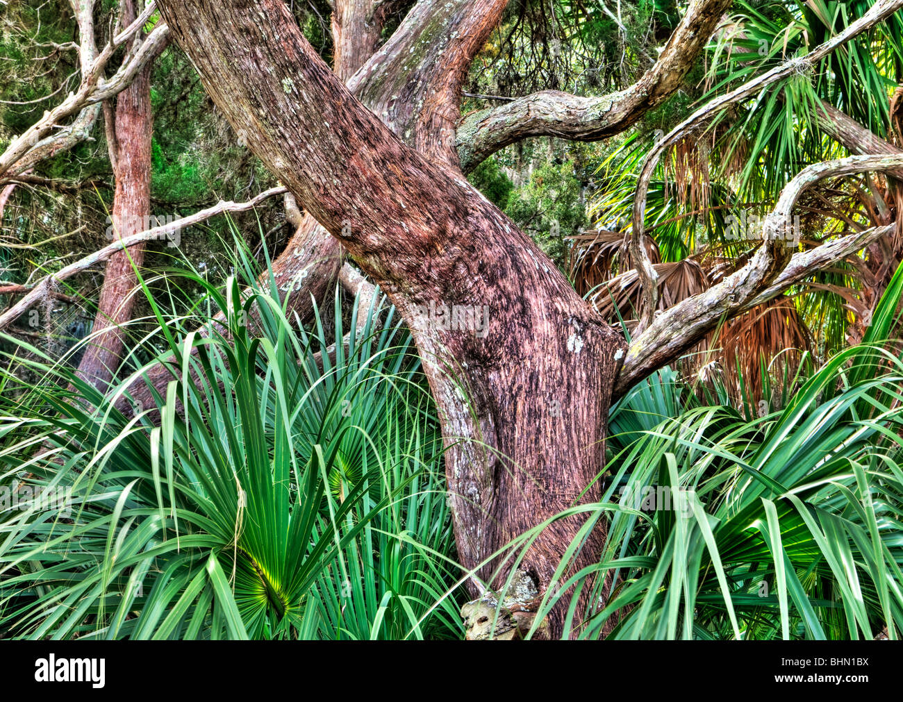 Southern Red Cedar and Tropical Vegetation, Wall Spring Park, Palm ...