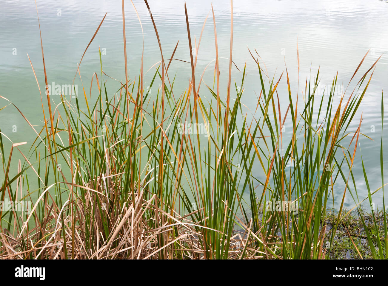 Cattails, Wall Spring Park, Palm Harbor, Florida Stock Photo - Alamy
