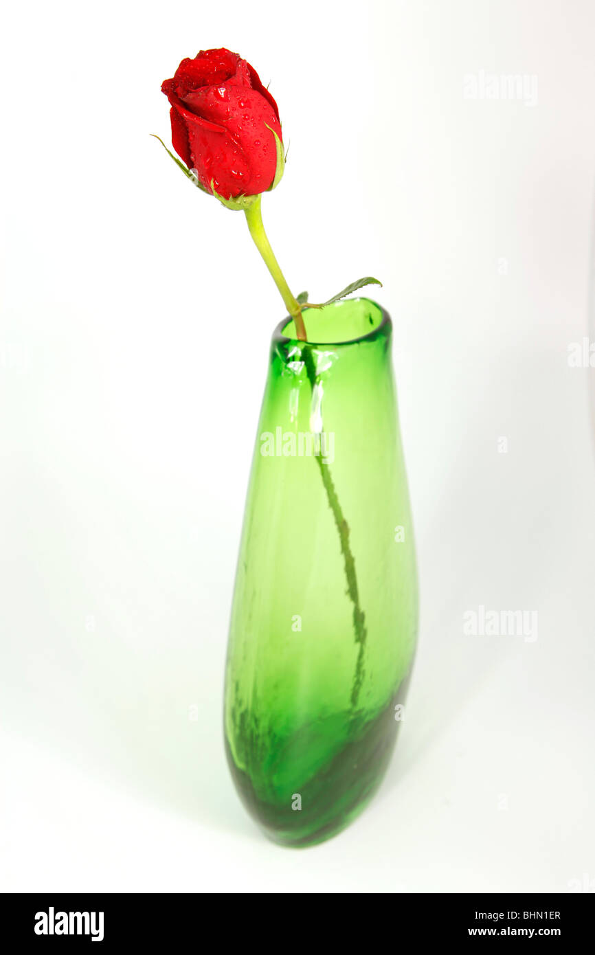 A single stemmed red rose in a green vase with a white background Stock ...
