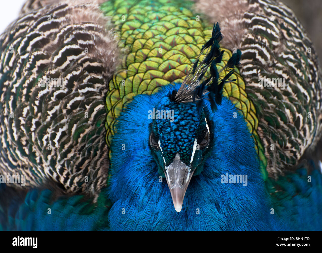 Peacock facing hi-res stock photography and images - Alamy