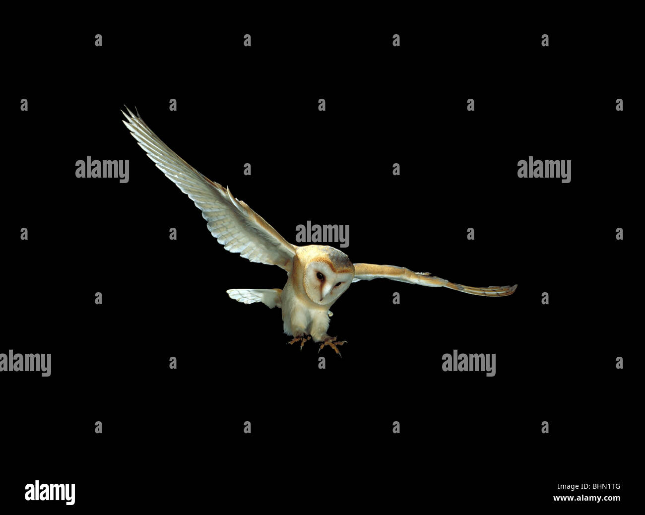 Swooping hi-res stock photography and images - Alamy