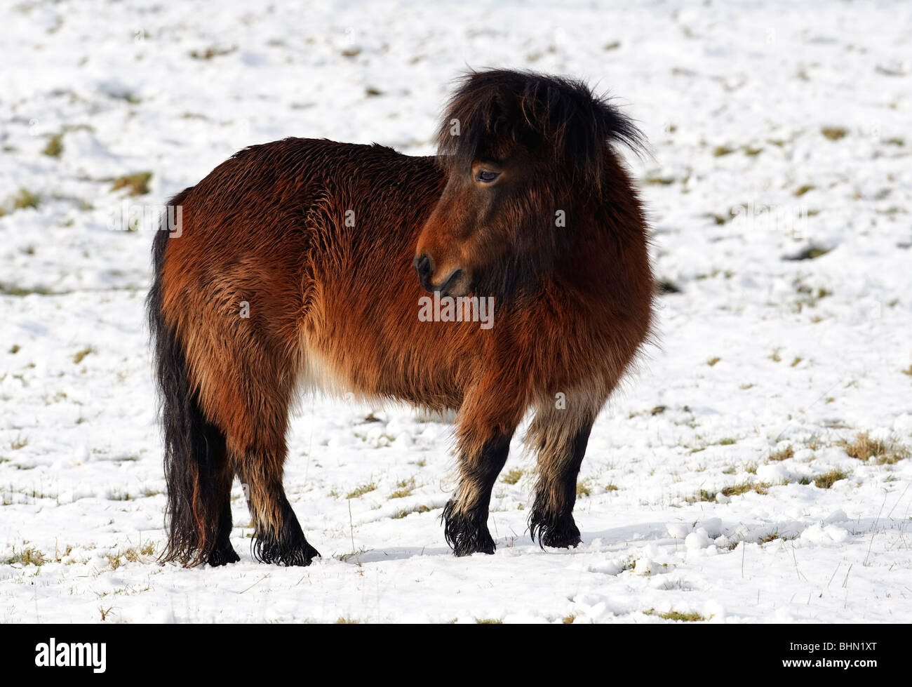 Shetland ponies hi-res stock photography and images - Alamy