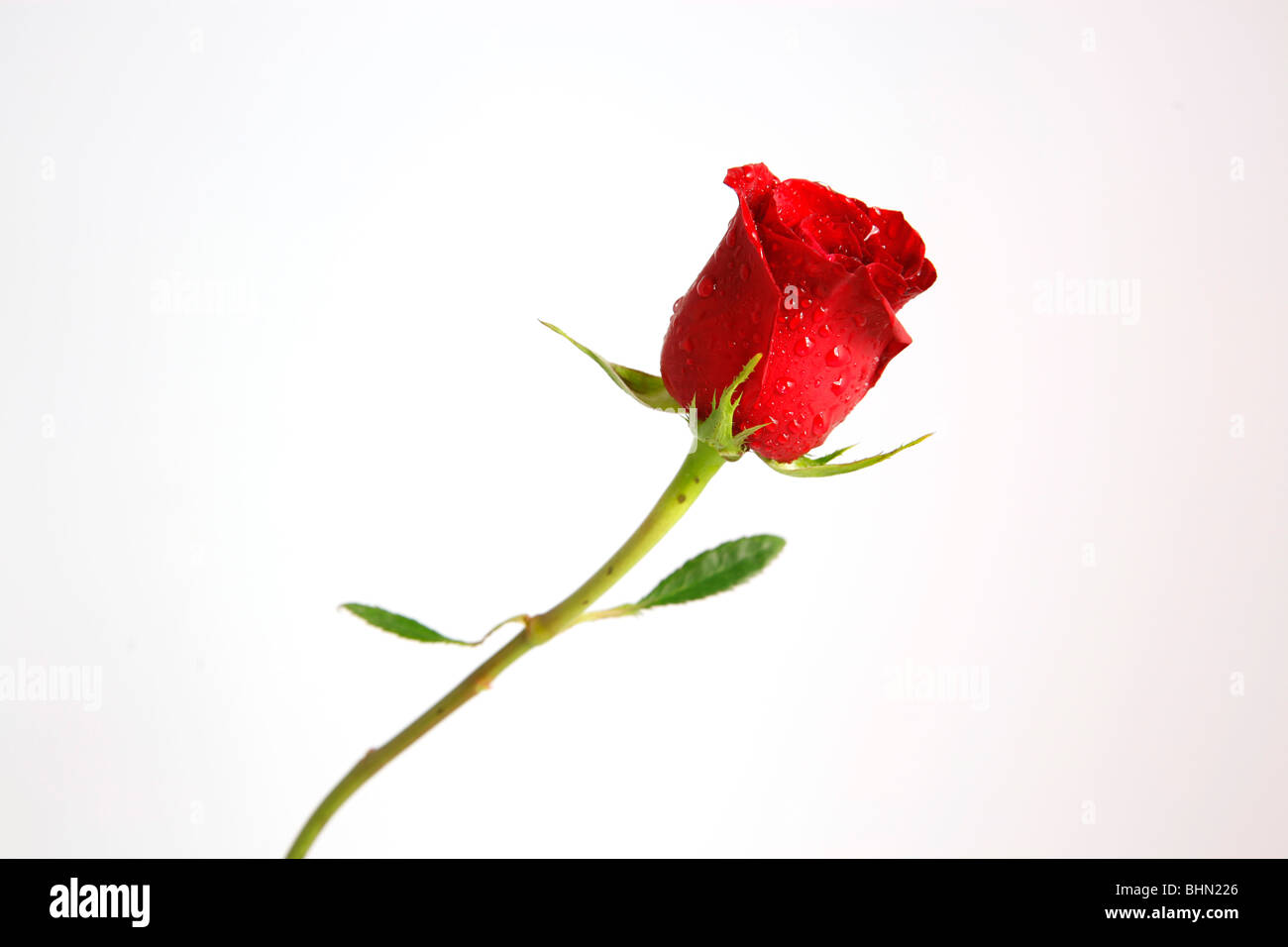 A single stemmed red rose with a white background Stock Photo - Alamy