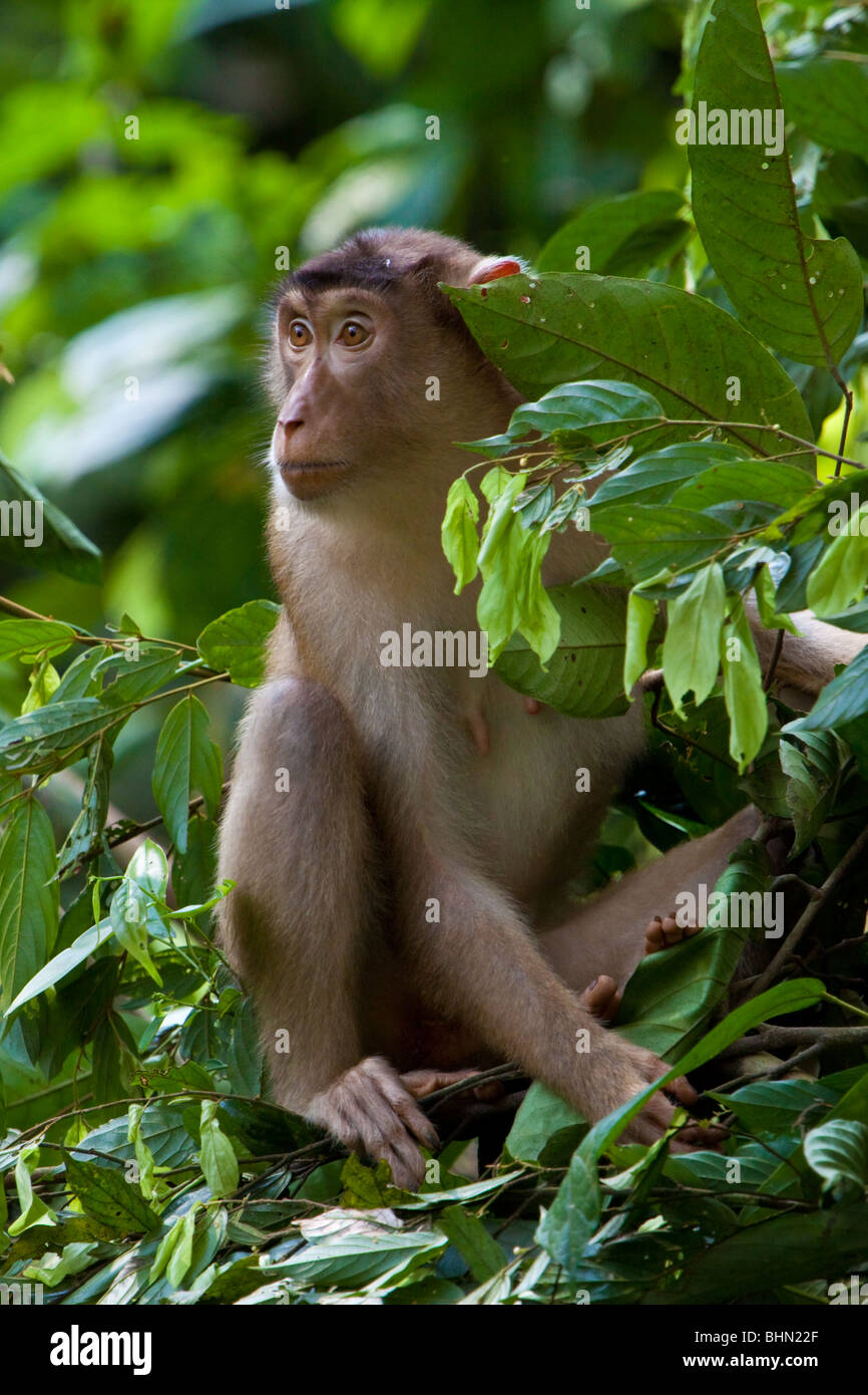 Pigtail macaque hi-res stock photography and images - Alamy