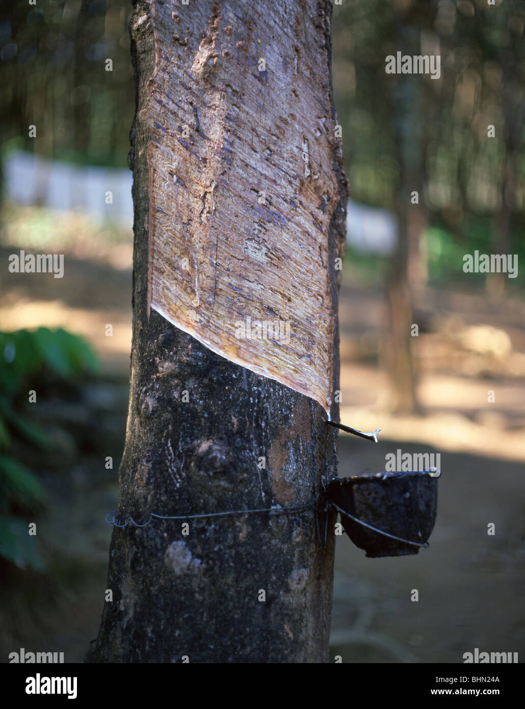 Collecting sap from rubber tree at Rubber Plantation, Phuket, Phuket ...