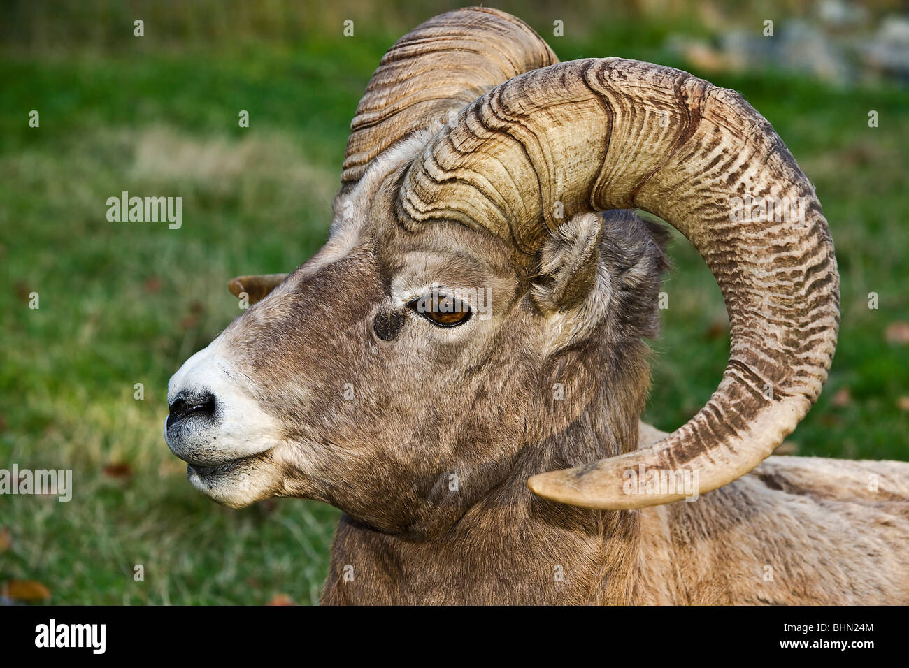 Sheep teeth hi-res stock photography and images - Alamy