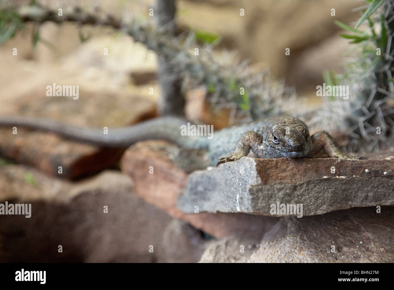Madagascar Plated Lizard (Zonosaurus sp) at the California Academy of ...