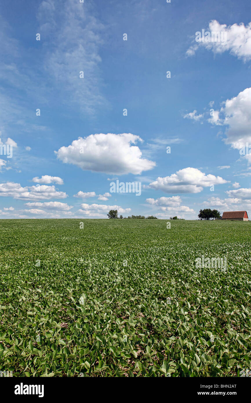 Sunlight on midwestern field hi-res stock photography and images - Alamy