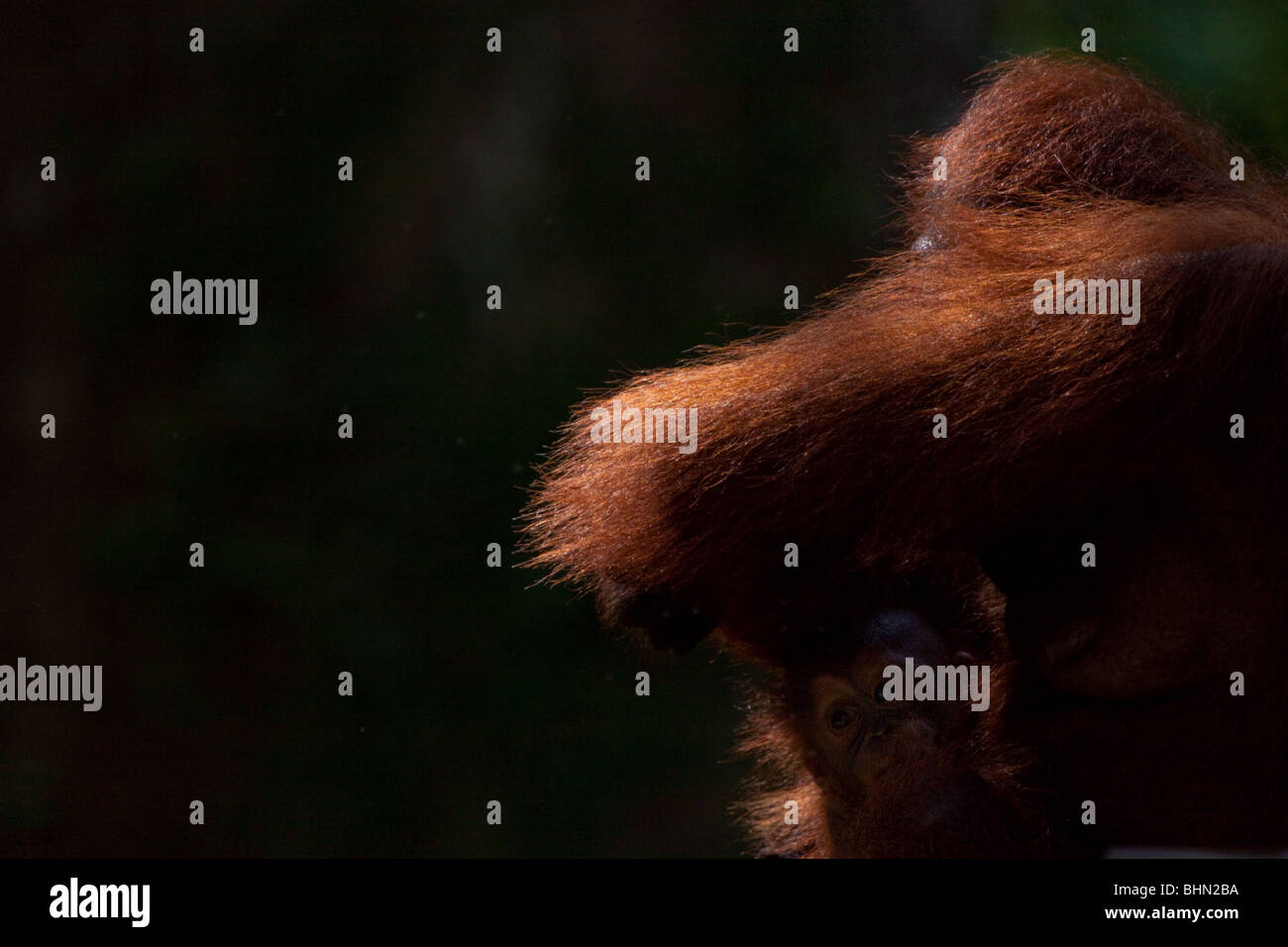 Orangutan mother and baby Stock Photo - Alamy