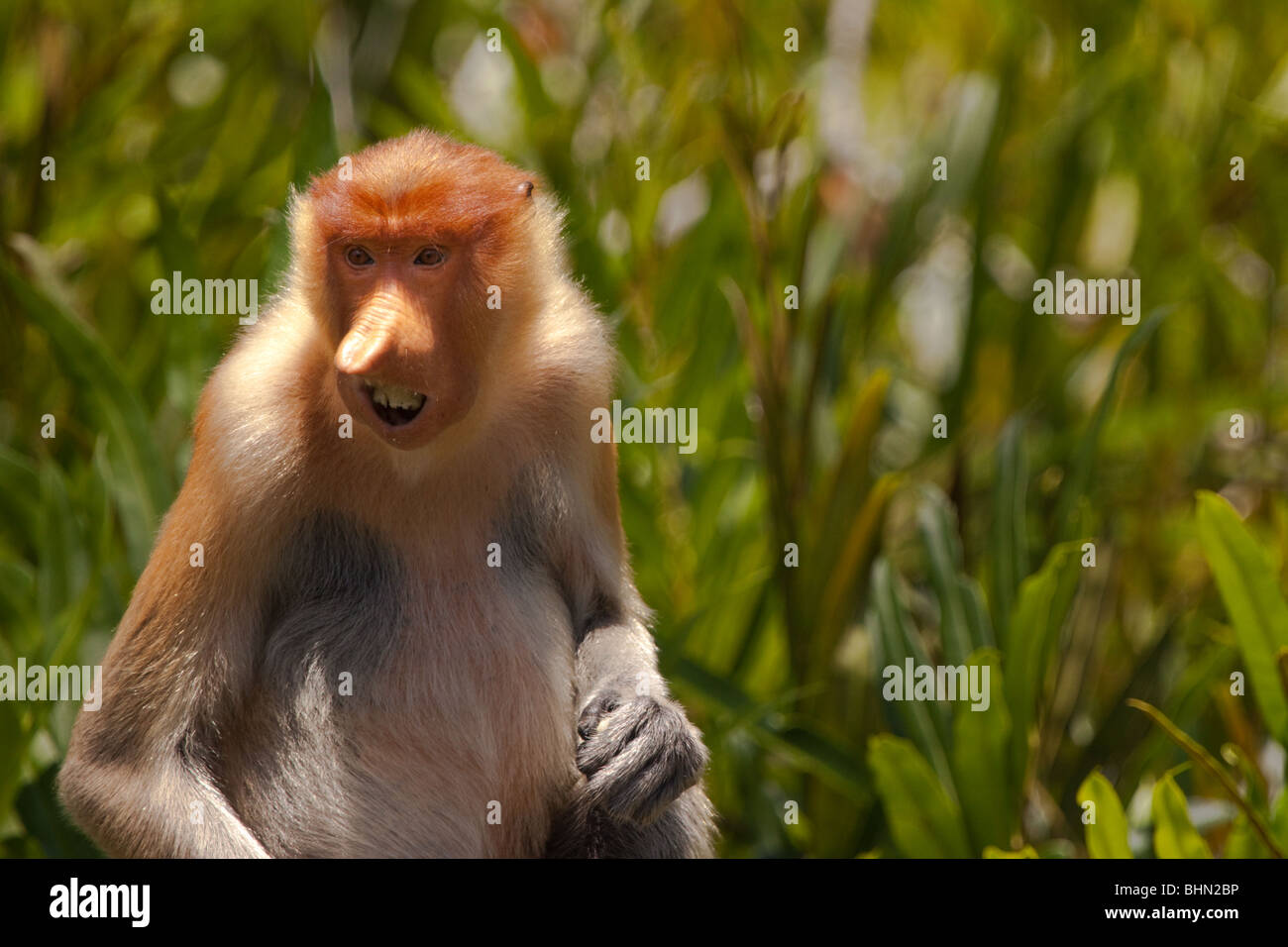 Female Proboscis Monkey High Resolution Stock Photography and Images ...
