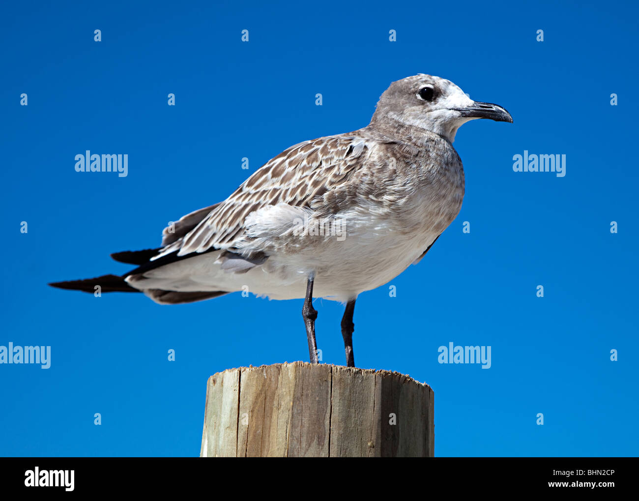 Immature Laughing Gull Larus atricilla Galveston Texas USA Stock Photo ...