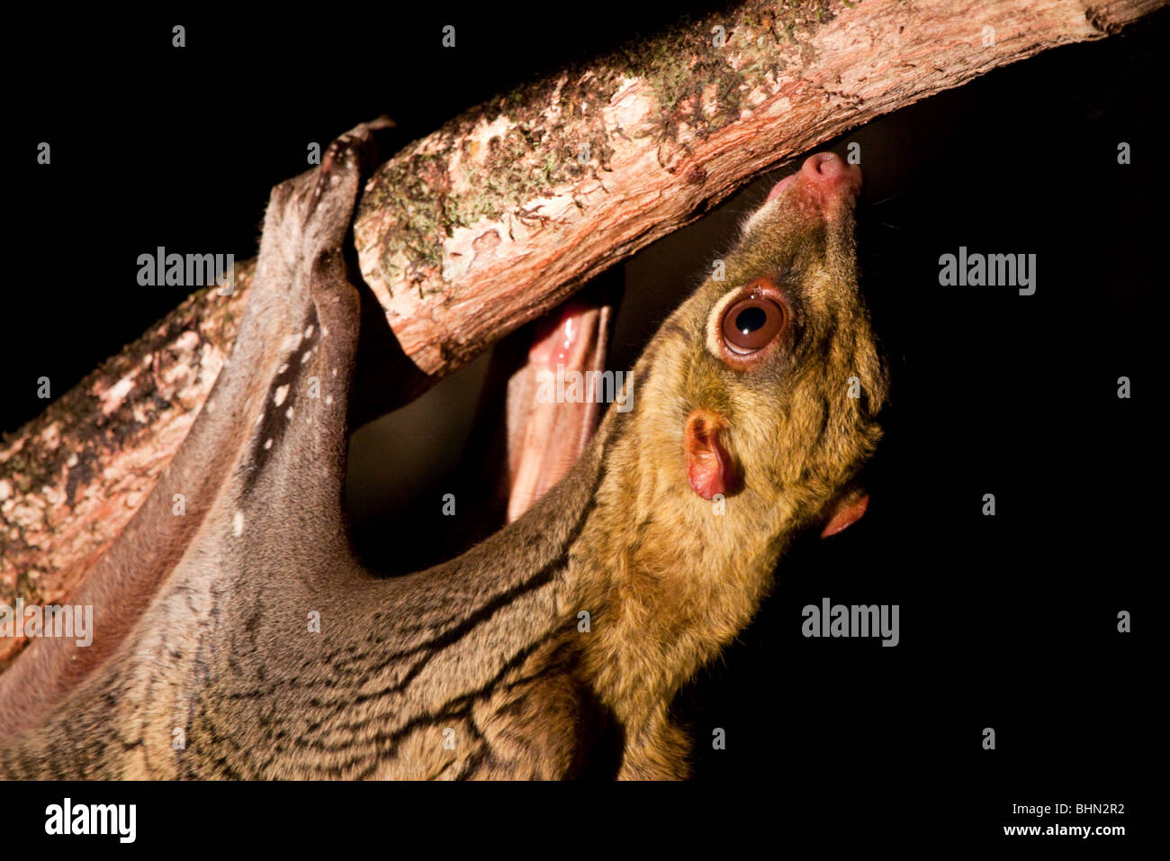 Colugo hi-res stock photography and images - Alamy