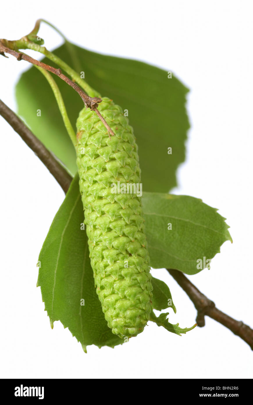 Birch catkin with leaf, isolated on white background Stock Photo - Alamy