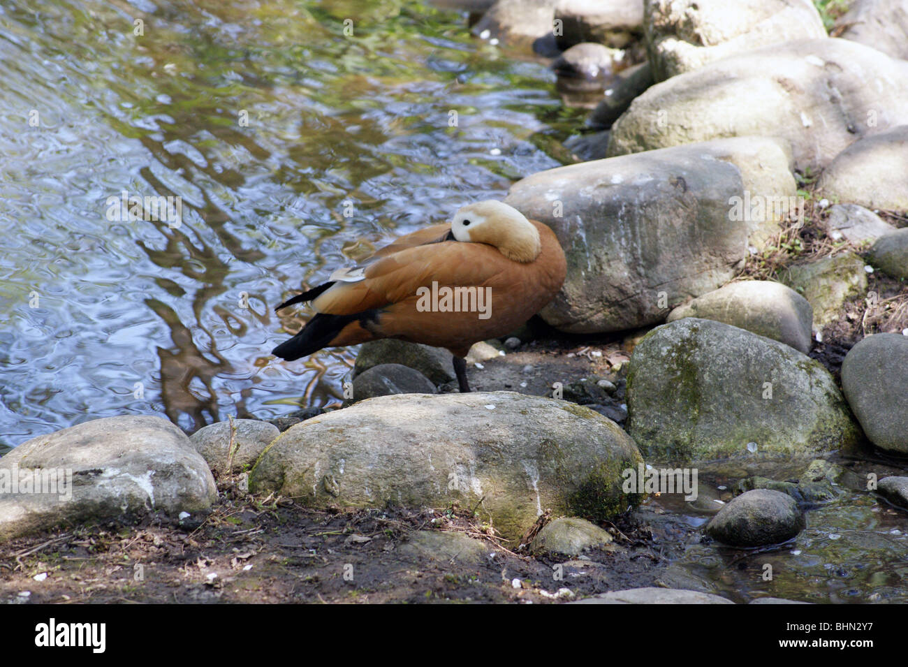 a duck trying to clean itself Stock Photo - Alamy