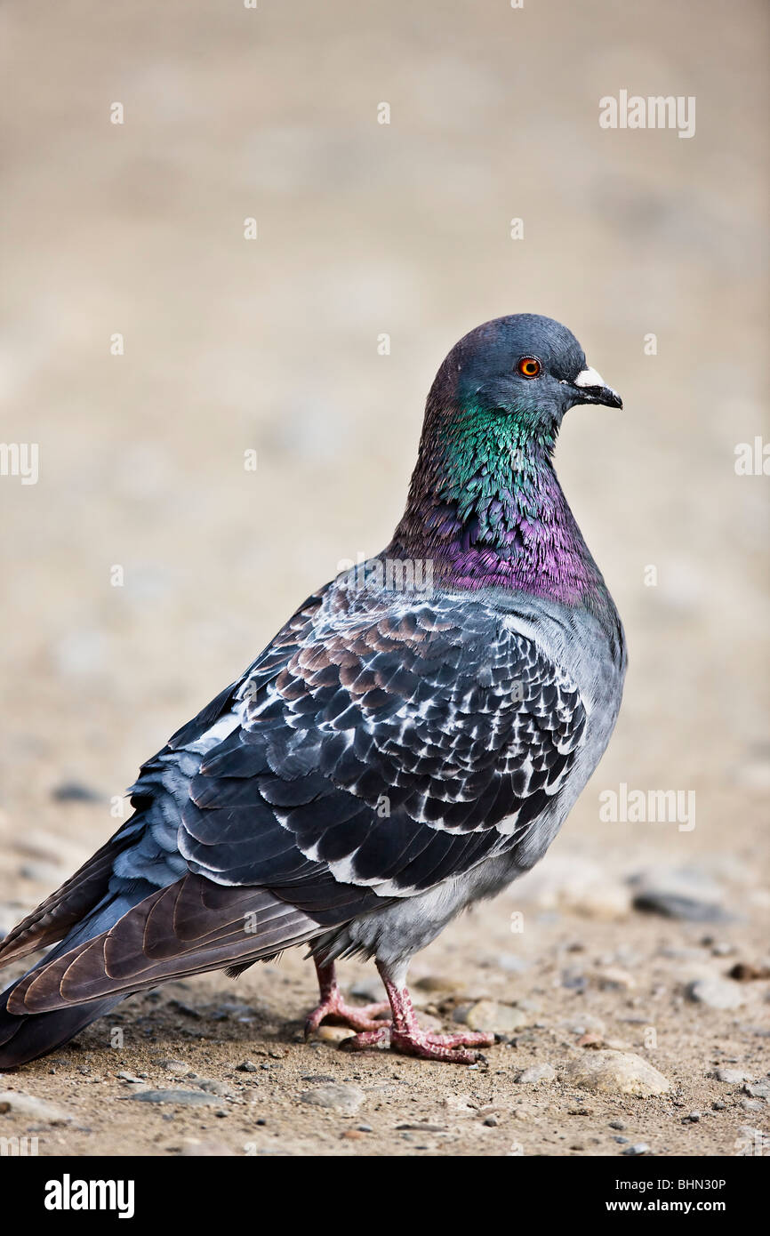 Rock pigeon hi-res stock photography and images - Alamy