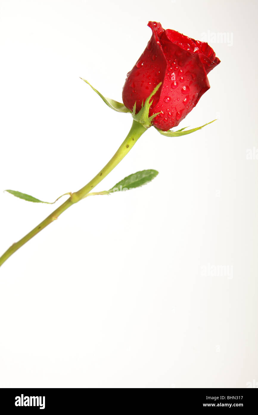 A single stemmed red rose with a white background Stock Photo - Alamy