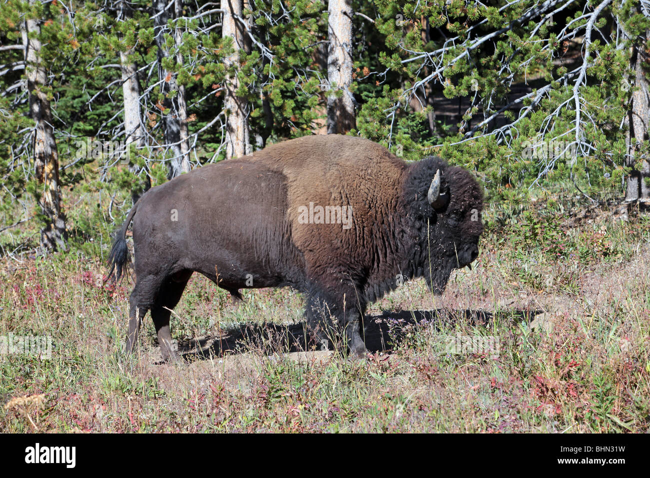 Male bull Bison buffalo in Yellowstone National Park, Wyoming. Standing ...
