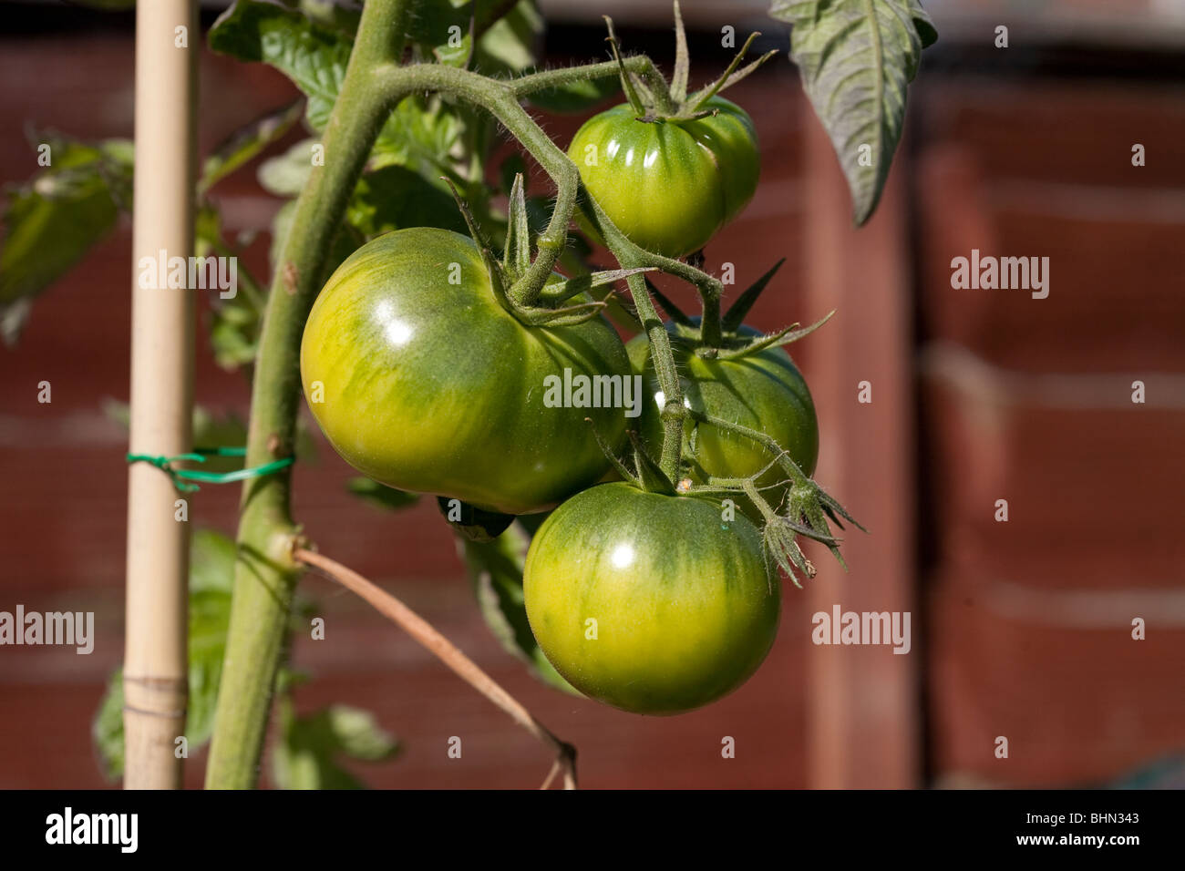 Vine garden hi-res stock photography and images - Alamy