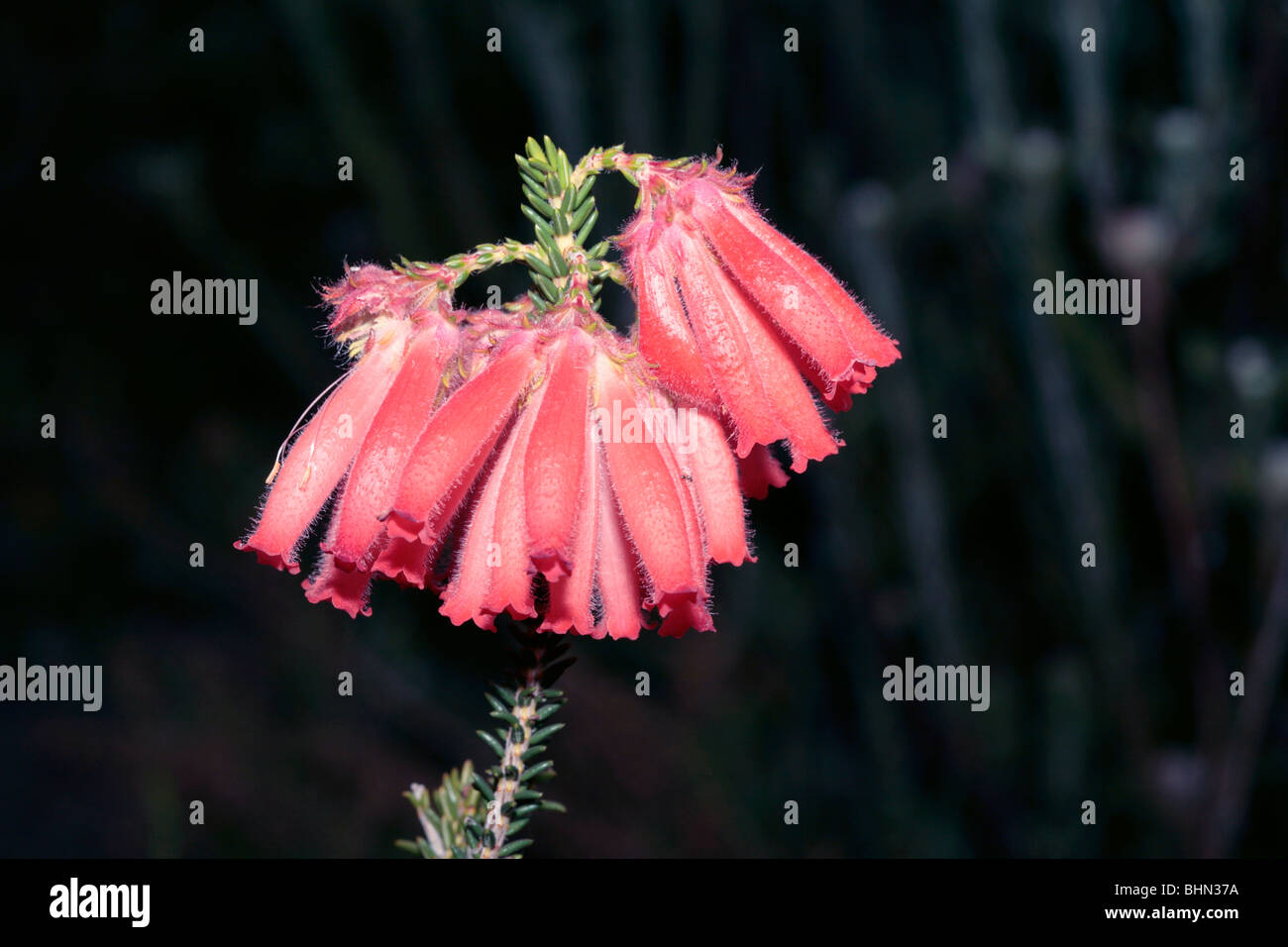 Fire Heath/ Fire Erica/ Red Hairy Heath- Erica cerinthoides- Family ...