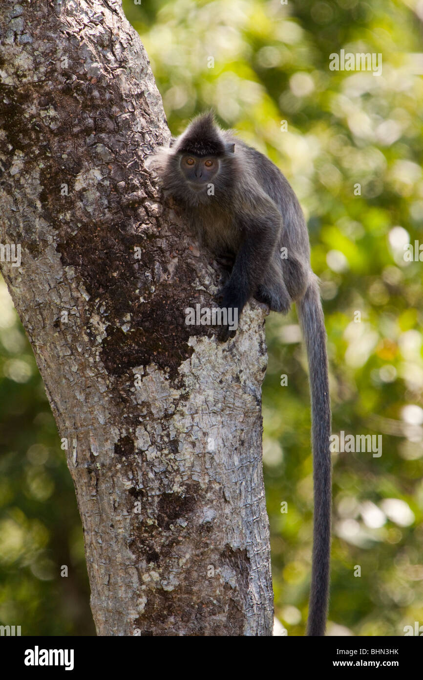 Silvered Leaf Monkey Stock Photo - Alamy