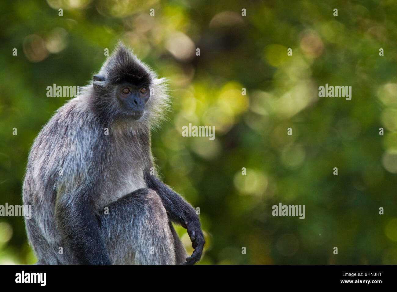 Silvered Leaf Monkey Stock Photo - Alamy