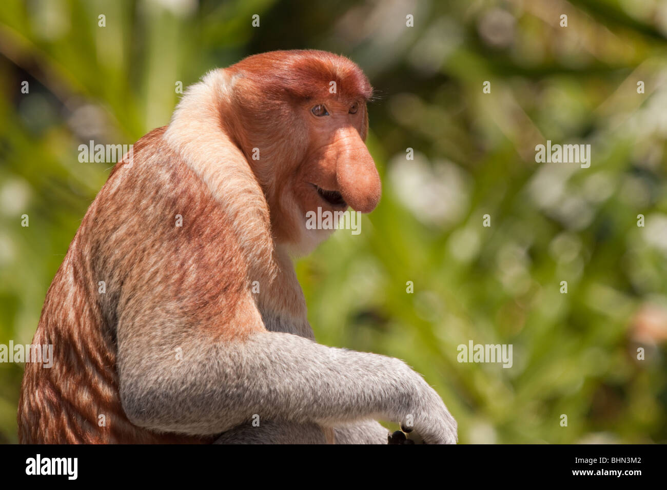 Male proboscis monkey Stock Photo - Alamy