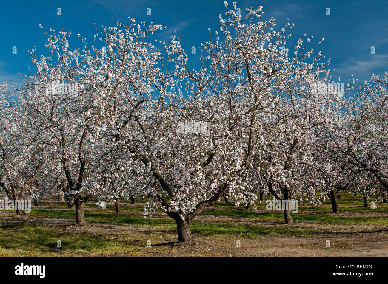 California Central Valley Almond Orchards near Lathrop. It's early ...