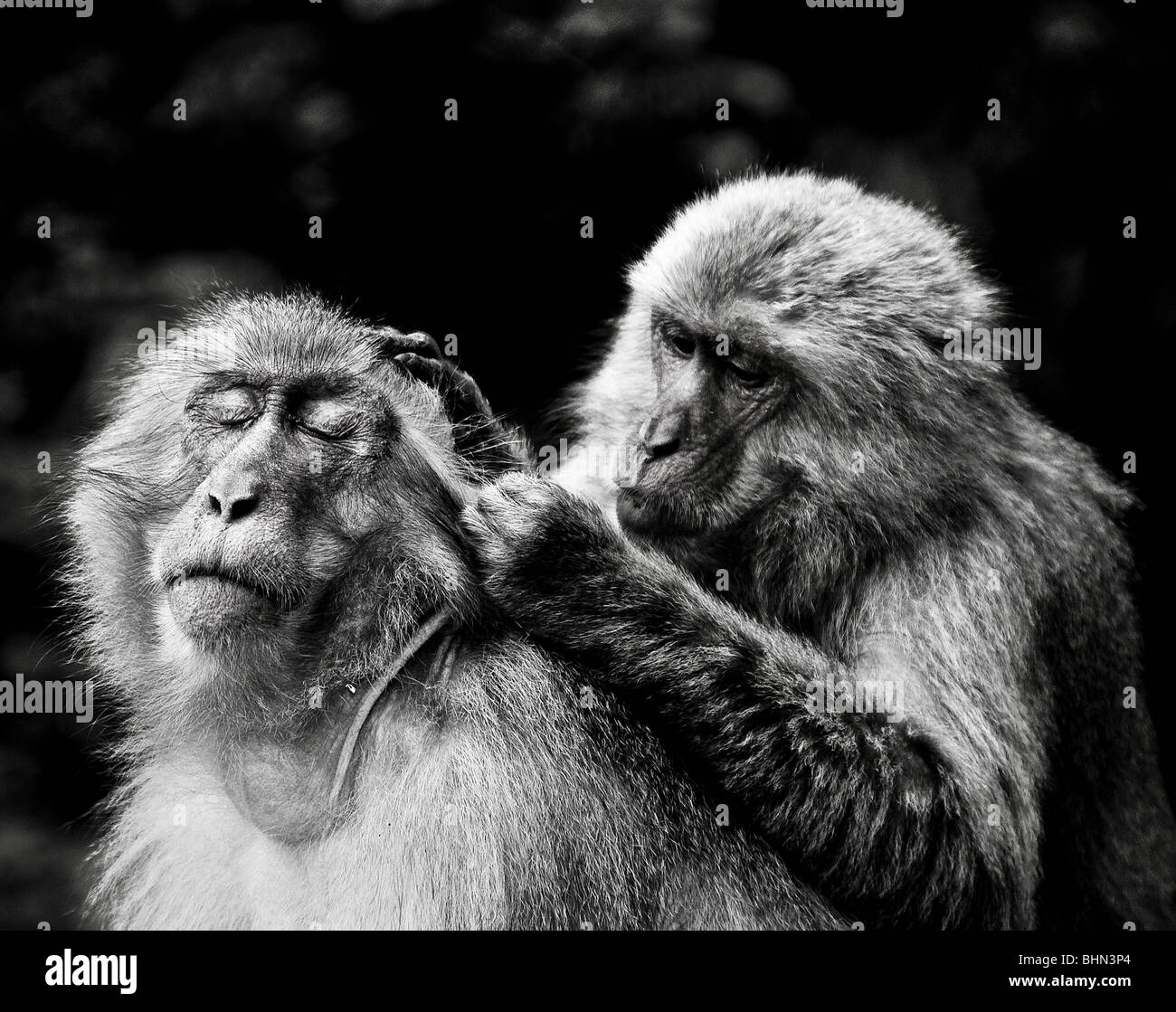 Japan animals hi-res stock photography and images - Alamy