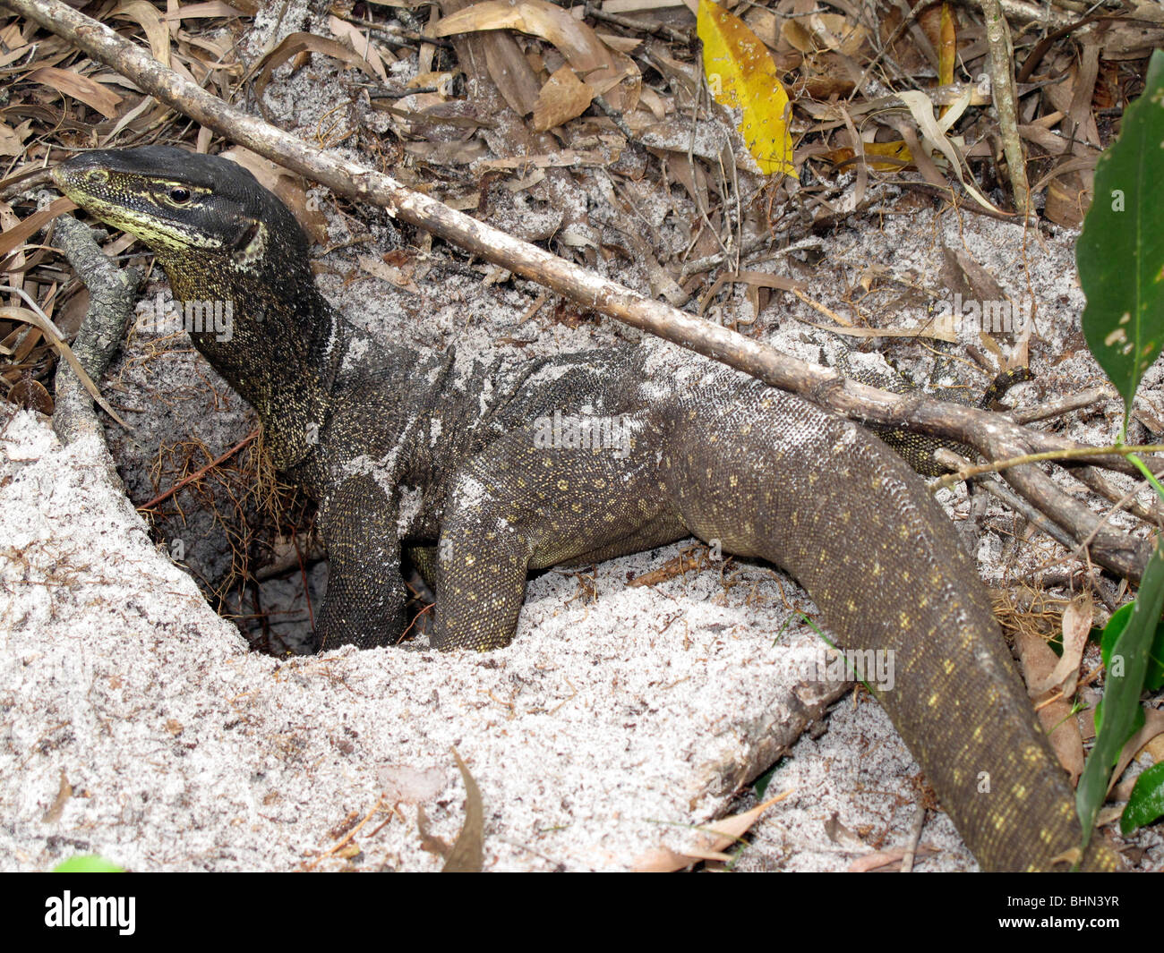 Goulds monitor lizard hi-res stock photography and images - Alamy