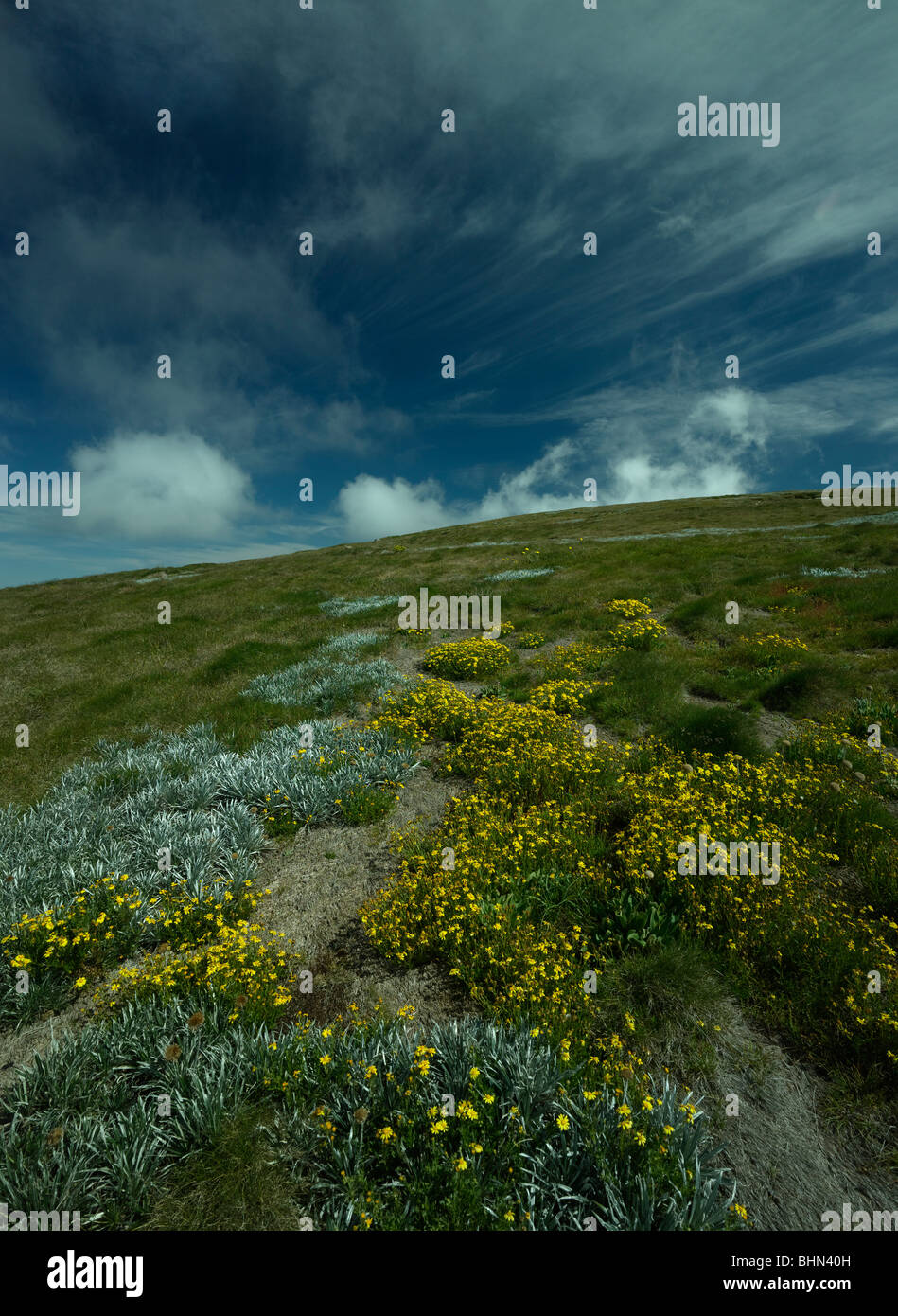 A slope of flowering alpine herbs points to a incoming Cold Front ...