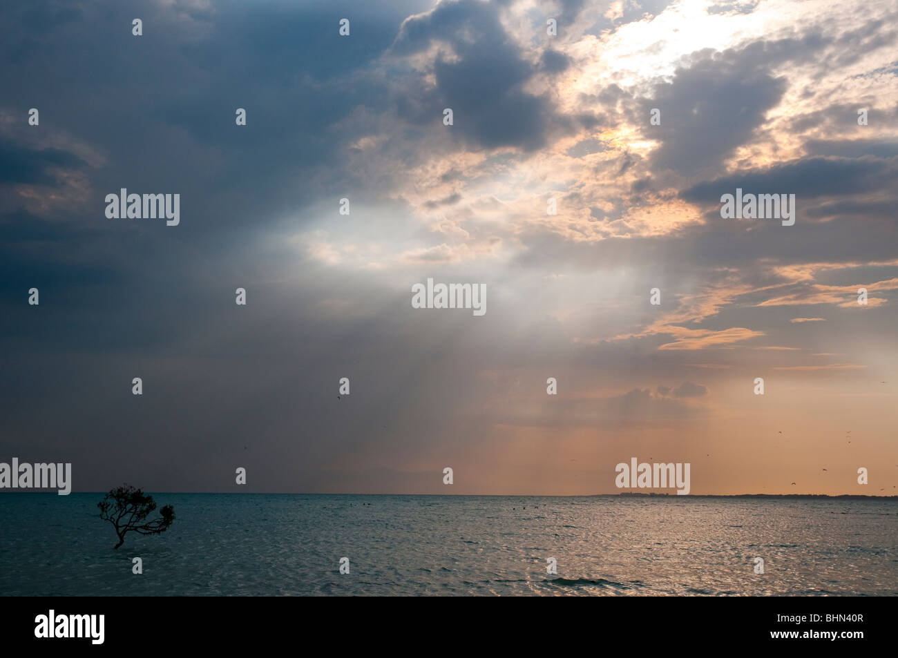 Lone mangrove tree hi-res stock photography and images - Alamy