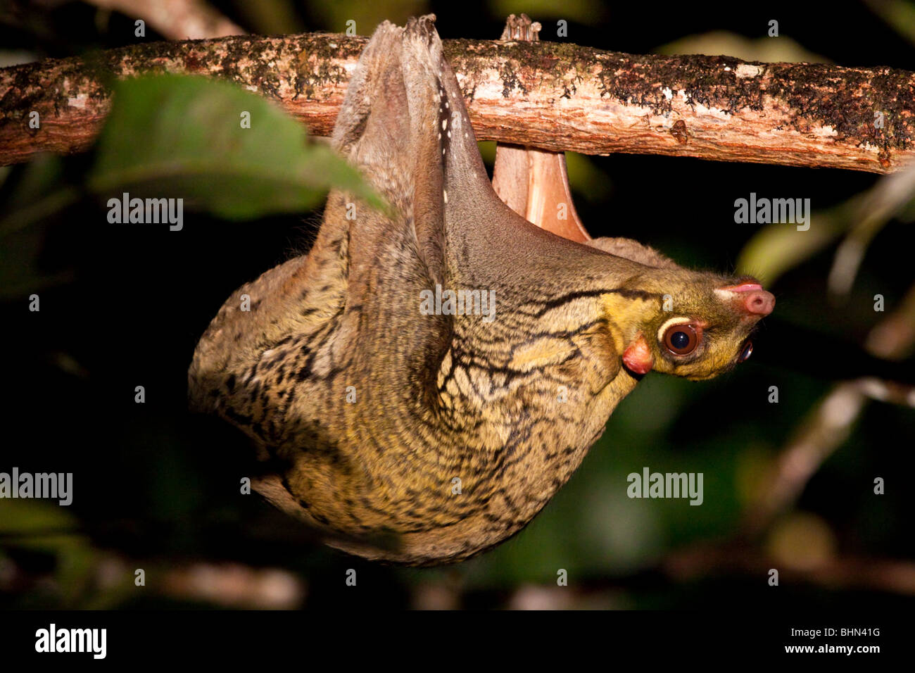 Malayan colugo hi-res stock photography and images - Alamy
