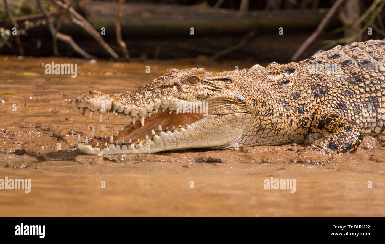 Crocodile scales hi-res stock photography and images - Alamy