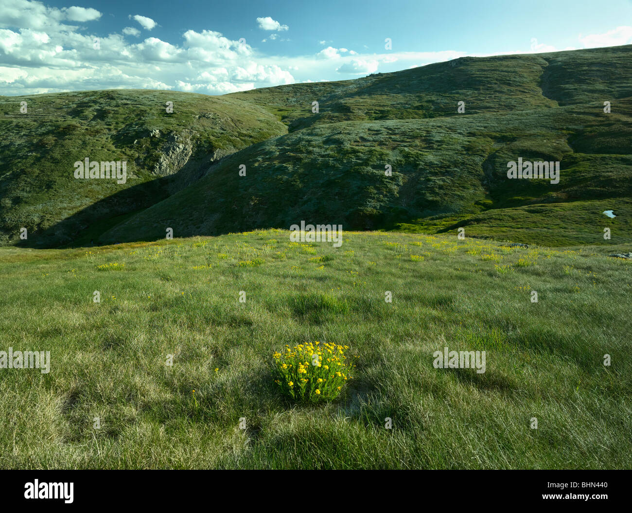 A single clump of Alpine Podolopis (Podolopis robusta) and ridges of ...