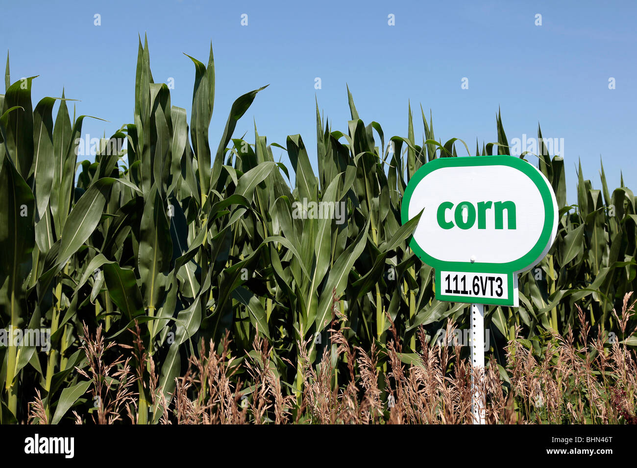 Corn sign beside field of corn in Southern Wisconsin Stock Photo - Alamy