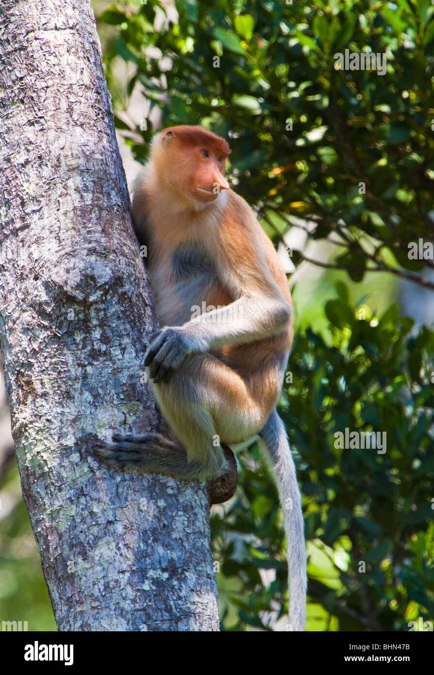 Monkey climbing a tree hi-res stock photography and images - Alamy